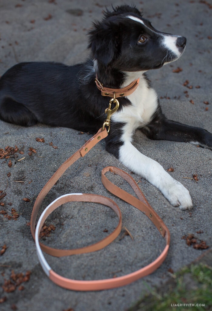 20 DIY Dog Leashes You Can Make Today (With Pictures) | Hepper Pet ...