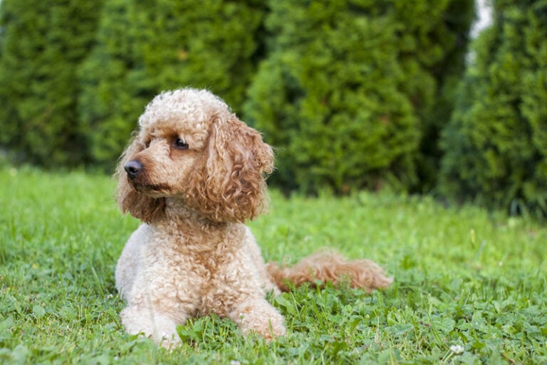 11 Poodle Colors & Markings (With Pictures) | Hepper Pet Resources