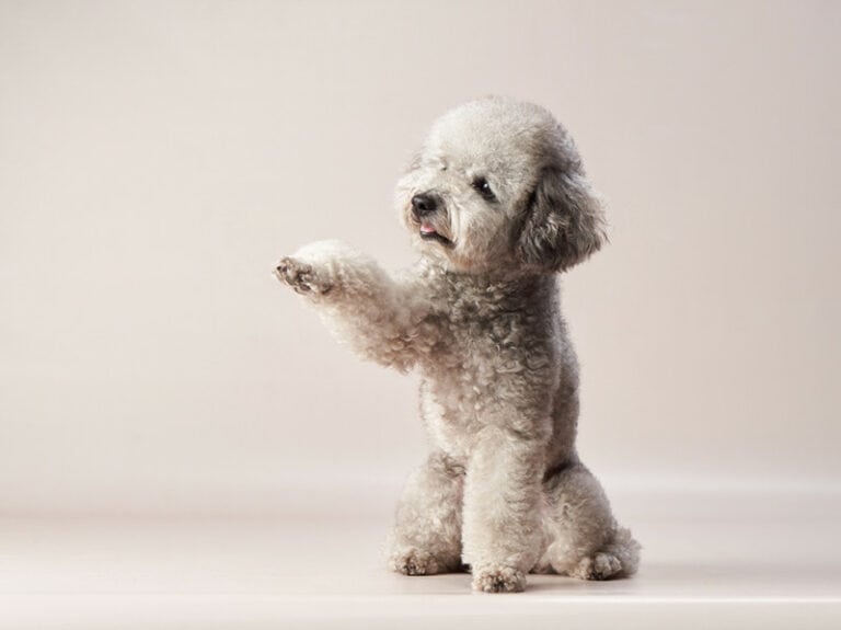 How Big Do Standard Poodles Get? Average Growth and Weight Chart ...