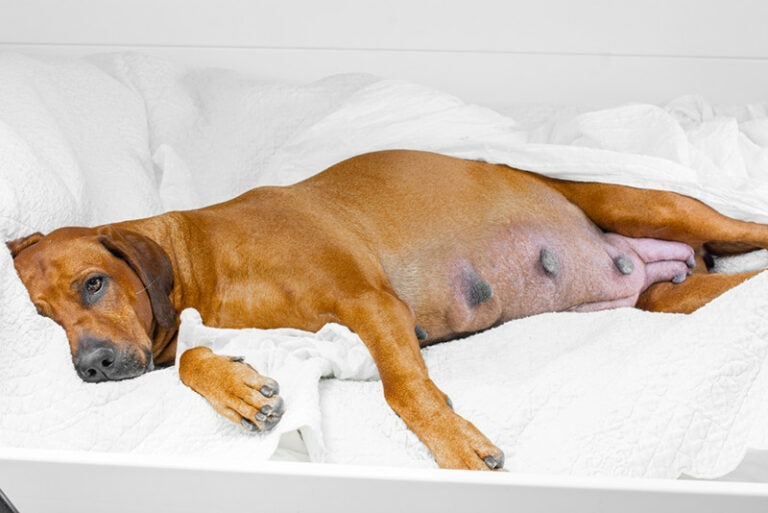 What Age Can My Dog Get Pregnant? Sexual Maturity Explained | Hepper ...
