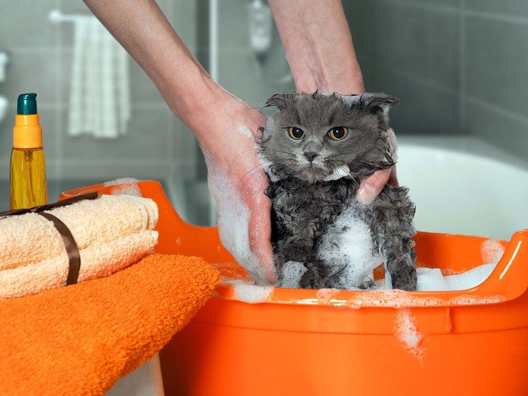 How To Calm a Cat for a Bath: 10 Vet-Approved Ways | Hepper Pet Resources