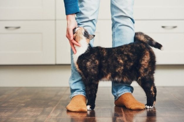 How to Check a Cat’s Heart Rate: Vet-Approved Tips & Tricks | Hepper ...