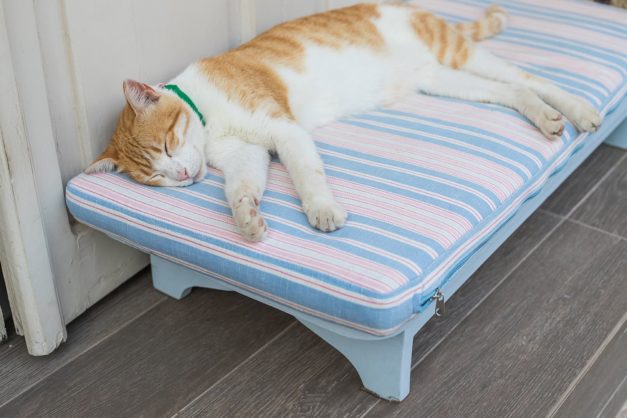 17 Typical Cat Sleeping Positions Explained (With Pictures ...