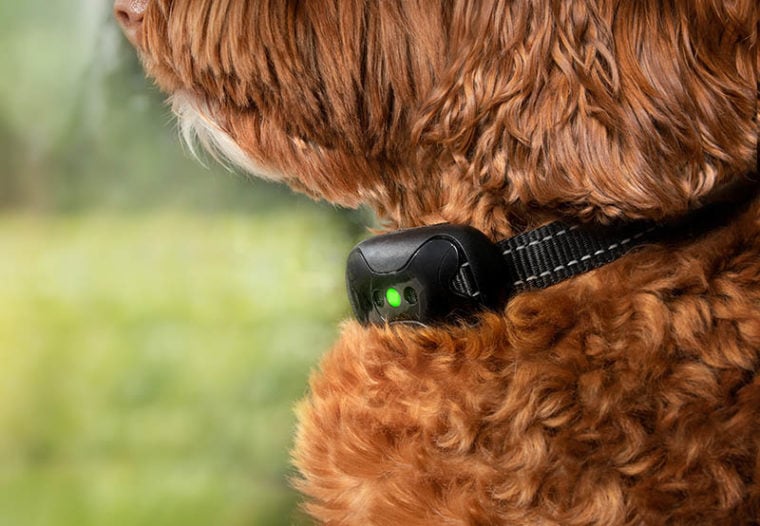 8 Best Dog Shock Collars With Remotes – 2026 Reviews & Top Picks ...