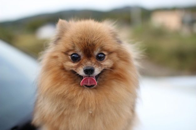 20 Dog Breeds That Look Like Puppies Forever (With Info & Pictures ...