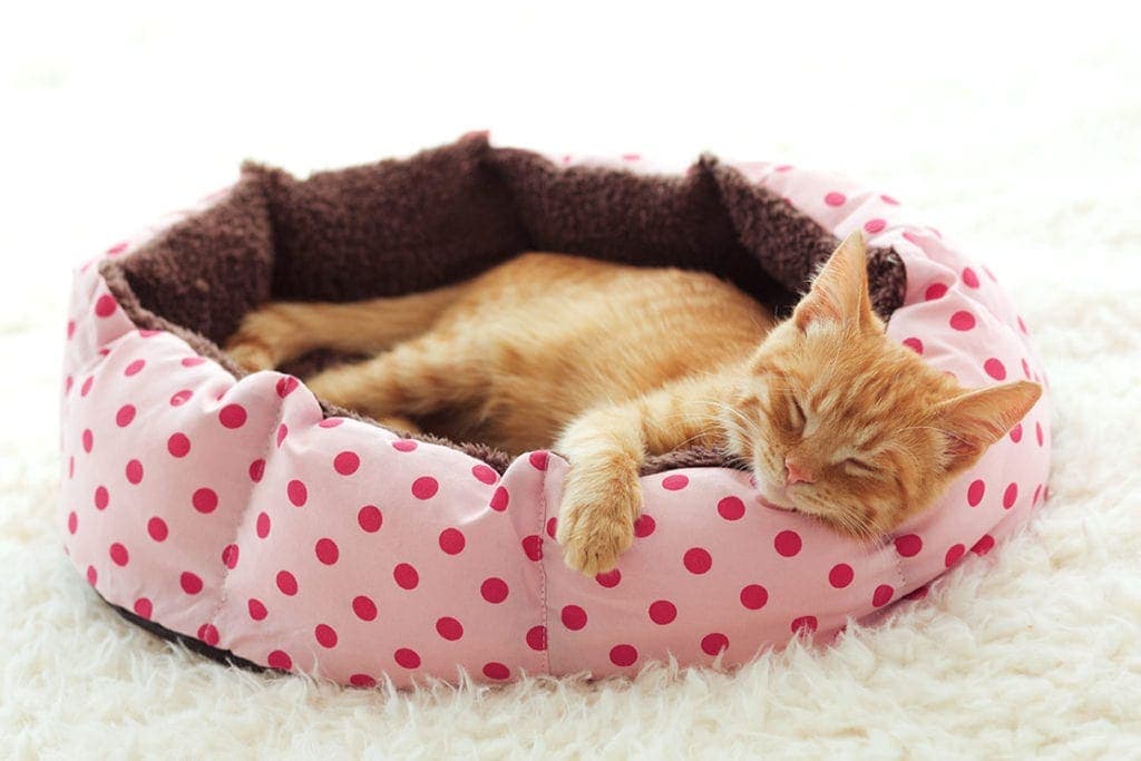 20 DIY Cat Bed Plans You Can Make Today (With Pictures) | Hepper Pet ...