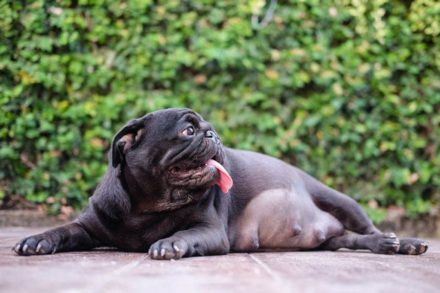 How to Tell if a Dog Is Going Into Labor: 10 Vet-Approved Signs ...