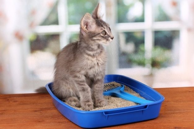 Can Sand Be Used for Cat Litter? Advantages & Disadvantages | Hepper ...