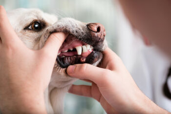 Malocclusions in Dogs (Teeth Misalignment): Vet Explained Causes, Signs ...