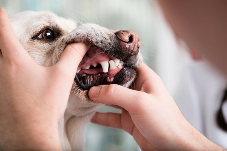 Malocclusions in Dogs (Teeth Misalignment): Vet Explained Causes, Signs ...