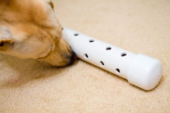 10 DIY Dog Puzzles You Can Make Today (With Pictures) | Hepper Pet ...