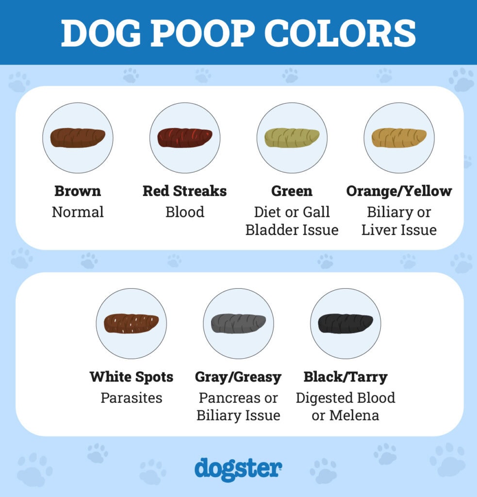 What Should Puppy Poop Look Like? Vet-Approved Feces Guide & What to ...