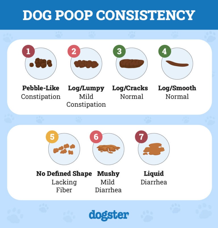 What Should Puppy Poop Look Like? Vet-Approved Feces Guide & What to ...