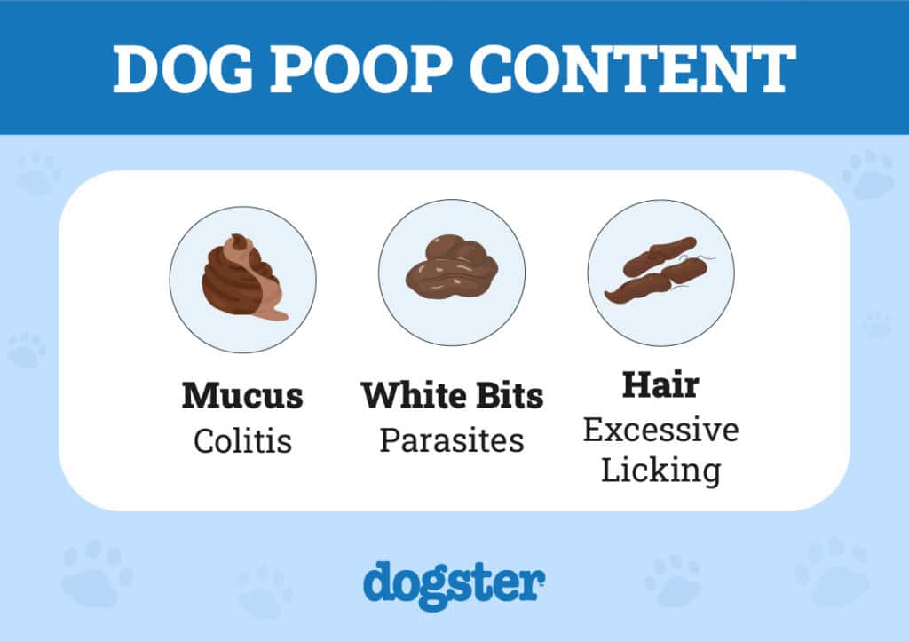 What Should Puppy Poop Look Like? Vet-Approved Feces Guide & What to ...