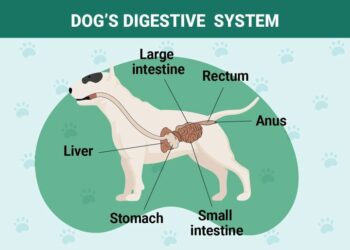 How Long Does It Take a Dog to Digest Food? Vet-Reviewed Facts & FAQ ...