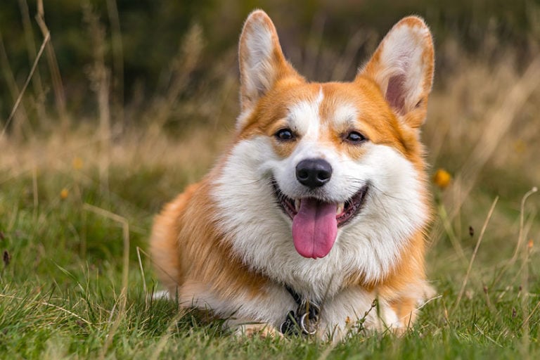 9 Corgi Colors & Markings (With Pictures) | Hepper Pet Resources