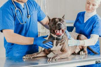 How to Treat Pit Bull Skin Problems: 7 Vet-Approved Ways | Hepper Pet ...