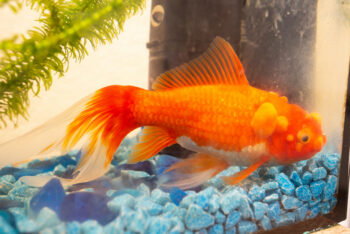 6 Common Goldfish Diseases: Our Vet Explains Treatment & Prevention ...