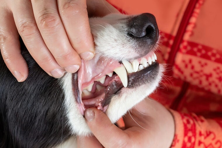 My Dog's Bottom Lip Is Quivering: 9 Vet-Verified Reasons | Hepper Pet ...