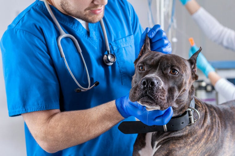 How to Treat Pit Bull Skin Problems: 7 Vet-Approved Ways | Hepper Pet ...
