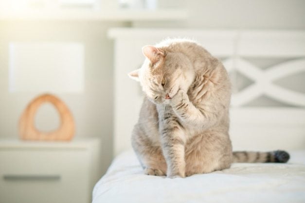 How Do Cats Clean Themselves? 3 Typical Ways & FAQ | Hepper Pet Resources
