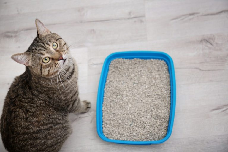 Cat Suddenly Stopped Using the Litter Box? 11 Possible Reasons | Hepper ...