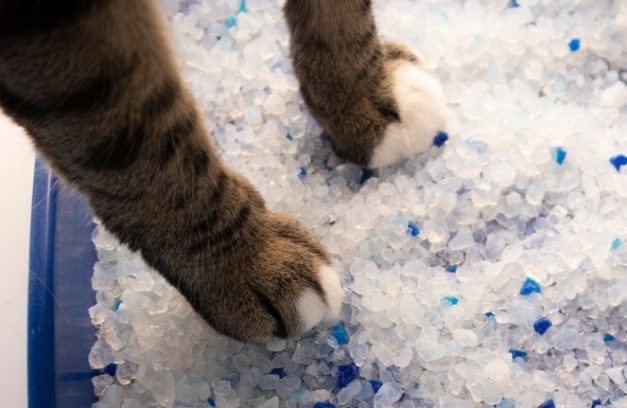 Crystal Cat Litter: Pros & Cons Compared to Other Types | Hepper Pet ...