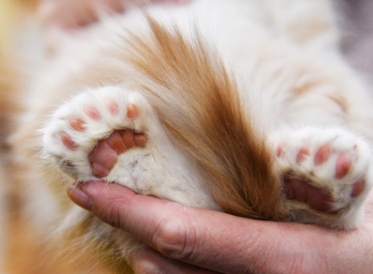 Cat Paw vs. Dog Paw: Vet-Verified Differences (With Pictures) | Hepper ...