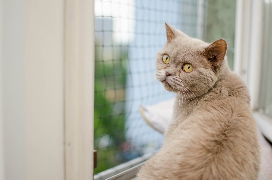 8 Reasons Why Your Cat Is Scratching at the Window (Cat Behavior ...