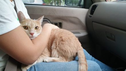 11 Surprising Orange Cat Facts: Traits, Coat Patterns & Behavior ...