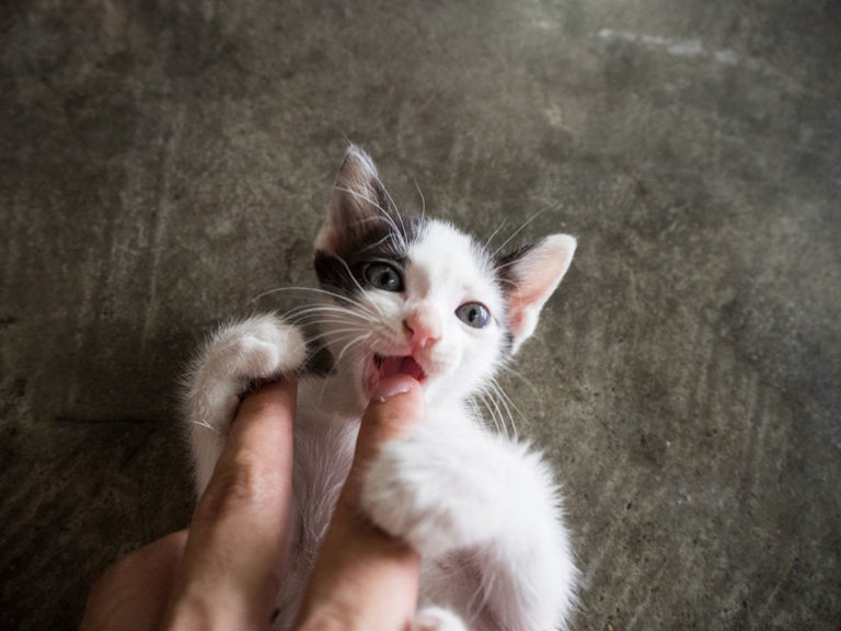 Why Is My Kitten So Aggressive? 9 Reasons & How to Prevent It | Hepper ...
