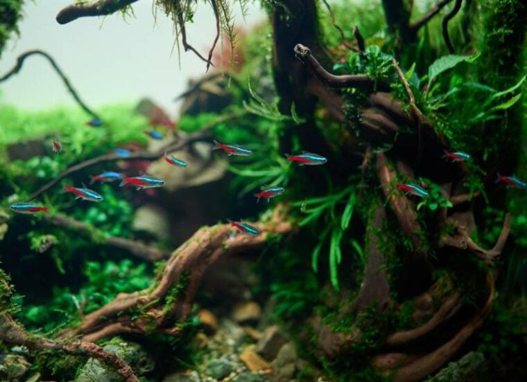 Neon Tetras: Care Guide, Varieties, Lifespan & More (Vet-Approved Info ...