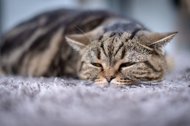 How to Tell If a Cat Is Hungry: 7 Vet-Approved Signs | Hepper Pet Resources