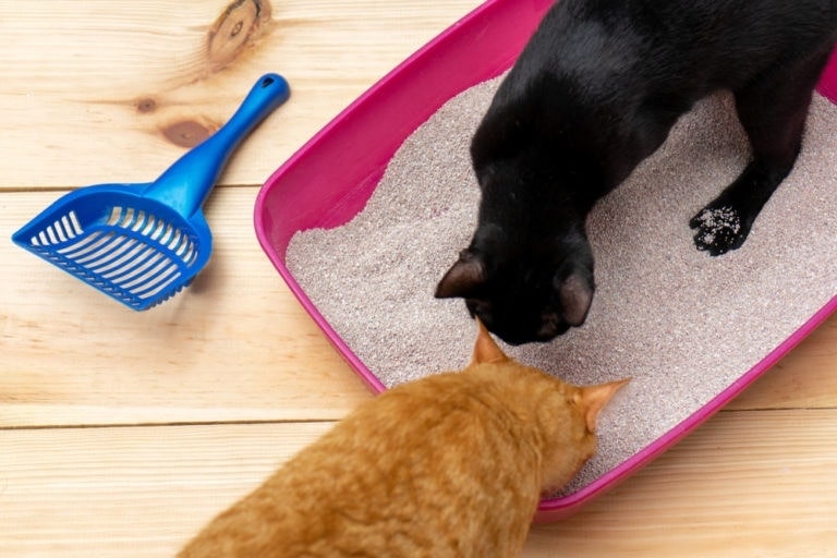 Do Cats Eat Their Own Poop? Cat Coprophagia Explained | Hepper Pet ...