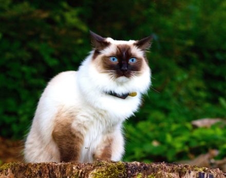 How Much Does a Himalayan Cat Cost? 2025 Price Guide | Hepper Pet Resources