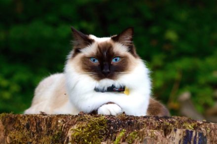 How Much Does a Himalayan Cat Cost? 2026 Price Guide | Hepper Pet Resources