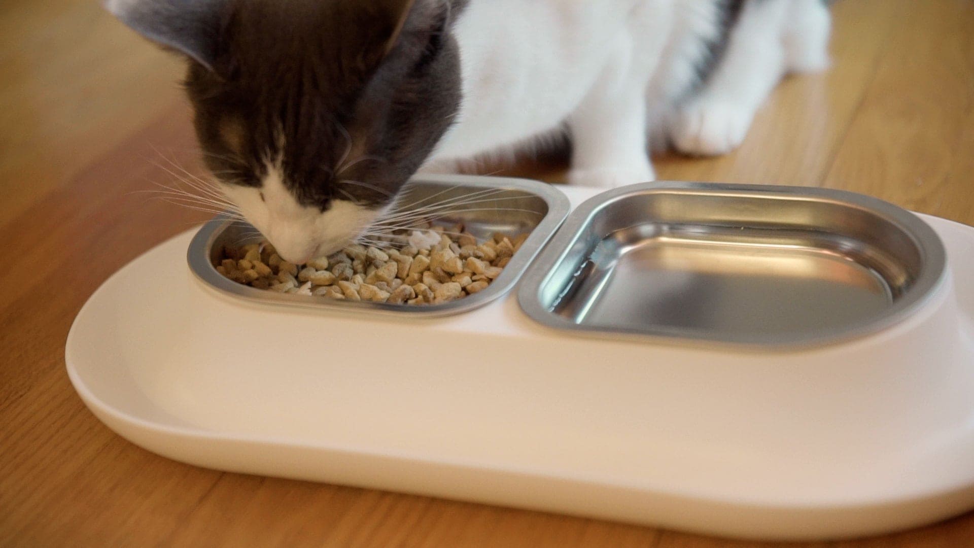 9 Best Cat Food Bowls: 2026 Reviews & Top Picks | Hepper Pet Resources