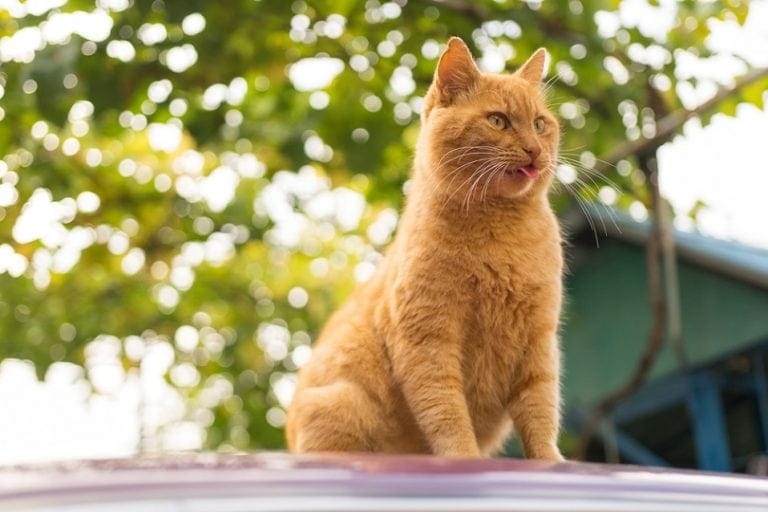 Domestic Shorthair Cat: Breed Guide, Pictures, Temperament & Traits ...