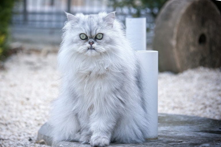 How Much Does a Persian Cat Cost? 2026 Price Guide | Hepper Pet Resources