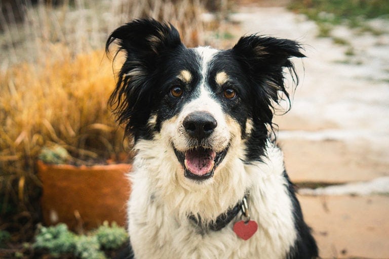 Are Border Collies Aggressive? Triggers & FAQ | Hepper Pet Resources