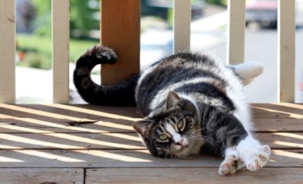 Do Cats Have Periods? Our Vet's Guide to Heat Cycles & Estrus | Hepper ...