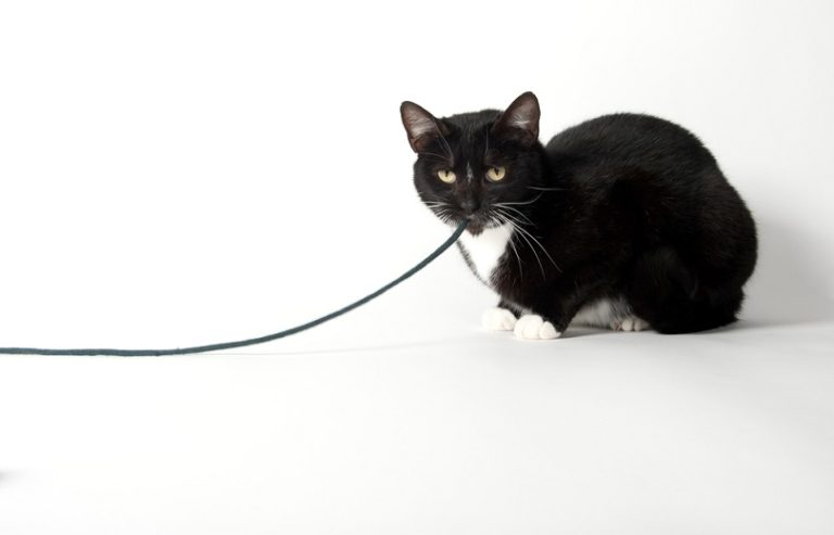 My Cat Ate String but Is Acting Normal, What Should I Do? | Hepper Pet ...