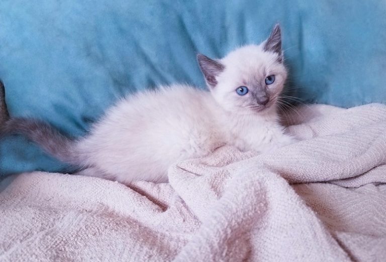 How Much Does A Cat Cost? 2026 Price Guide | Hepper Pet Resources
