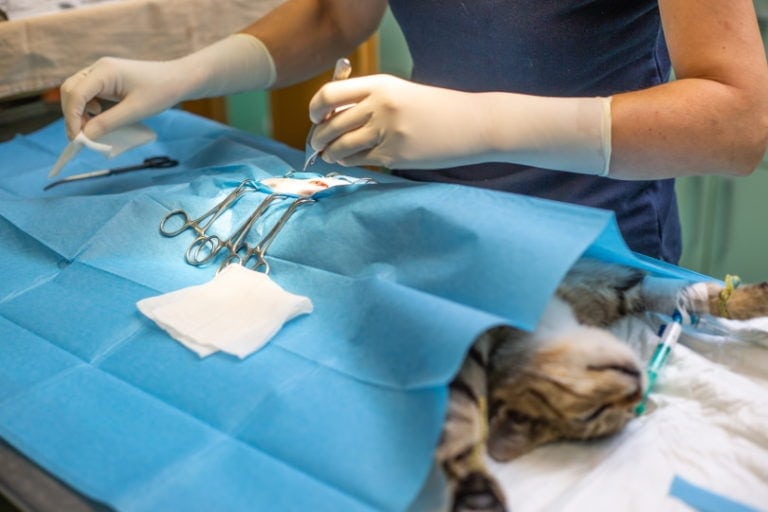 Do Cats Have Periods? Our Vet's Guide to Heat Cycles & Estrus | Hepper ...
