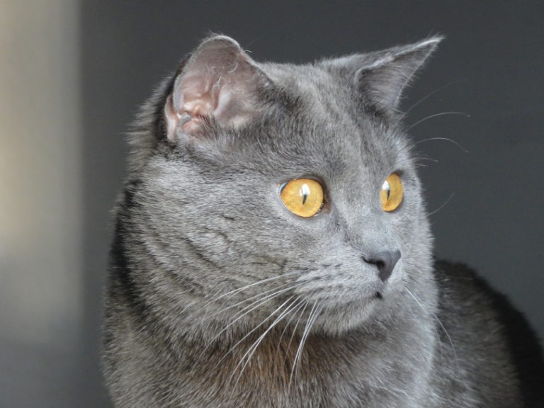 How Much Does a Chartreux Cat Cost? 2026 Price Guide | Hepper Pet Resources