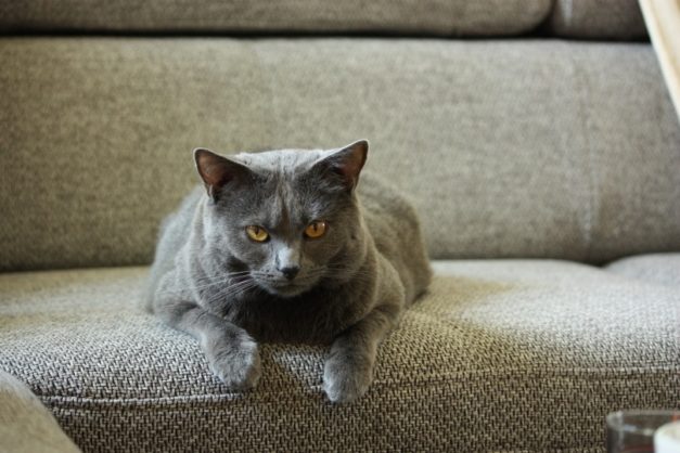 How Much Does a Chartreux Cat Cost? 2026 Price Guide | Hepper Pet Resources