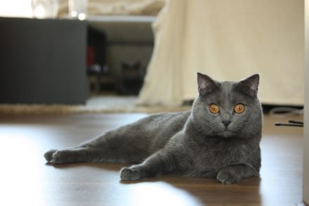 10 Blue Colored Cat Breeds (With Info & Pictures) | Hepper Pet Resources