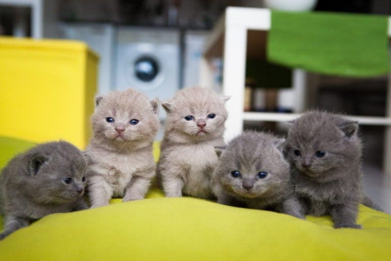 Chartreux Cat Breed: Info, Pictures, Care, Traits & Facts | Hepper Pet ...