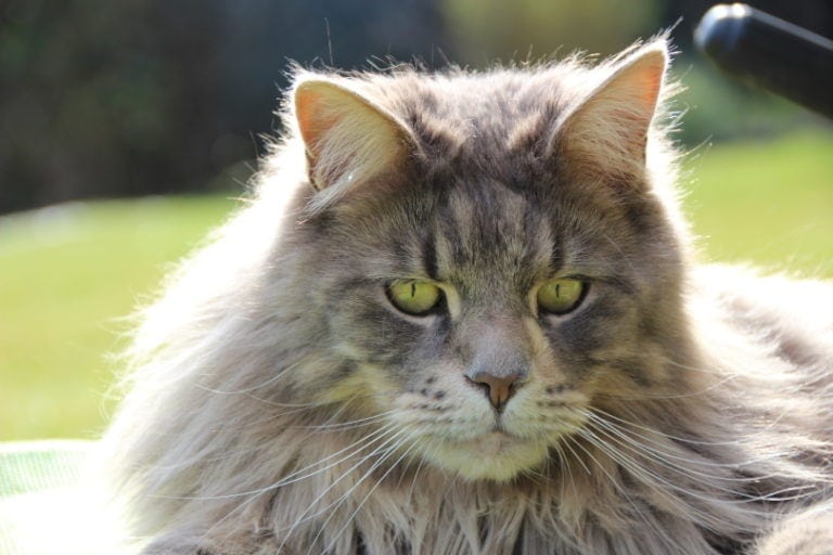 Grey Maine Coon: Facts, Origin & History (With Pictures) | Hepper Pet ...