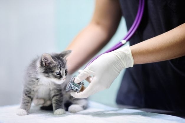 Kitten Care 101: How to Care for Your Baby Cat (With Pictures) | Hepper ...